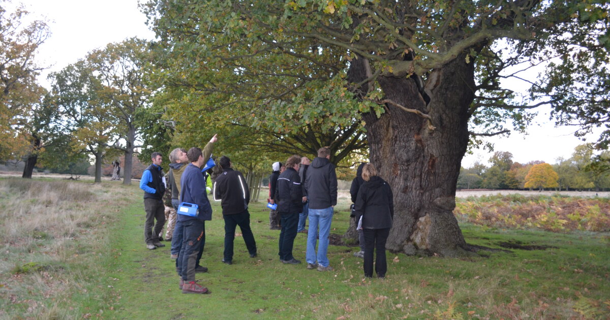 Secondary Roost Surveys for Arborists (with endoscope use) - In-house ...