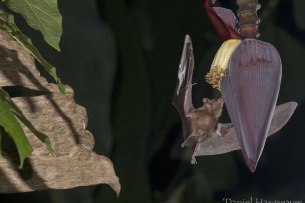 Bats, seed dispersal and reforestation - Why bats matter - Bat ...