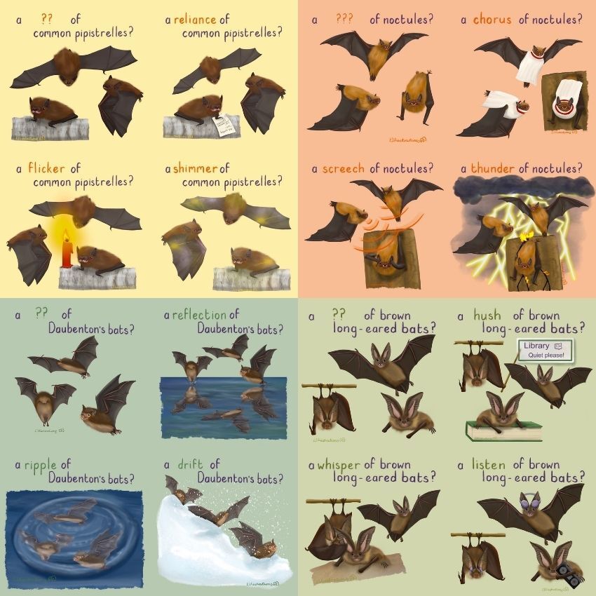 Name that bat! Help us choose collective nouns for bats this autumn ...