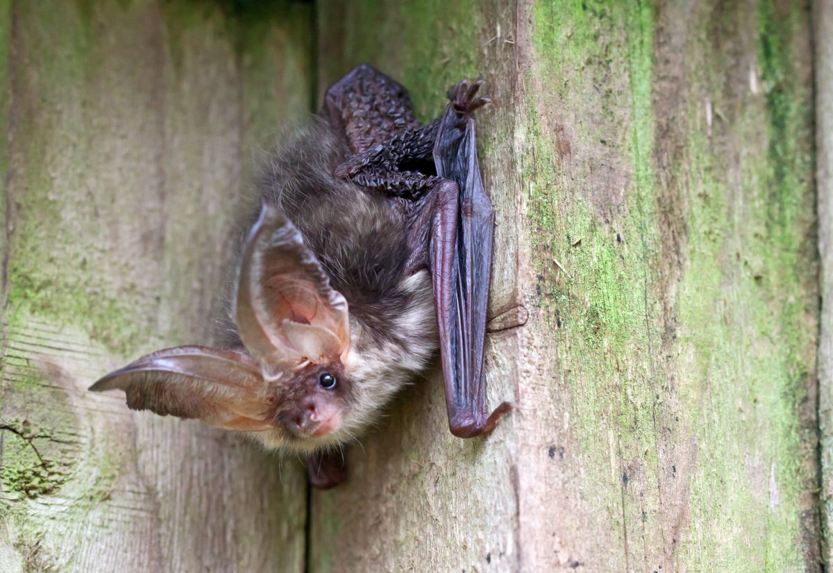 Once again, bats are blamed for Britain’s planning woes – but the ...