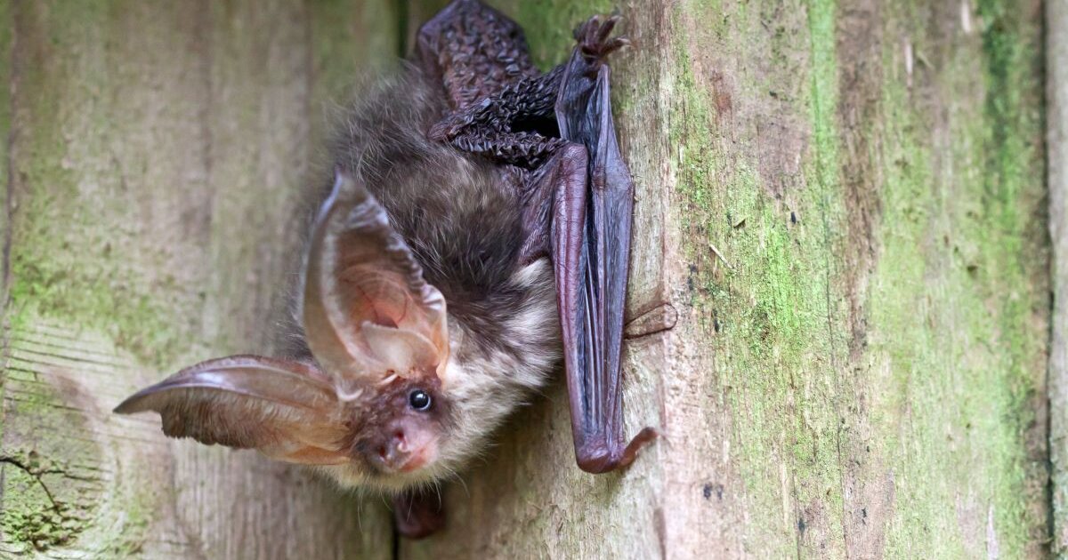 Once again, bats are blamed for Britain’s planning woes – but the ...