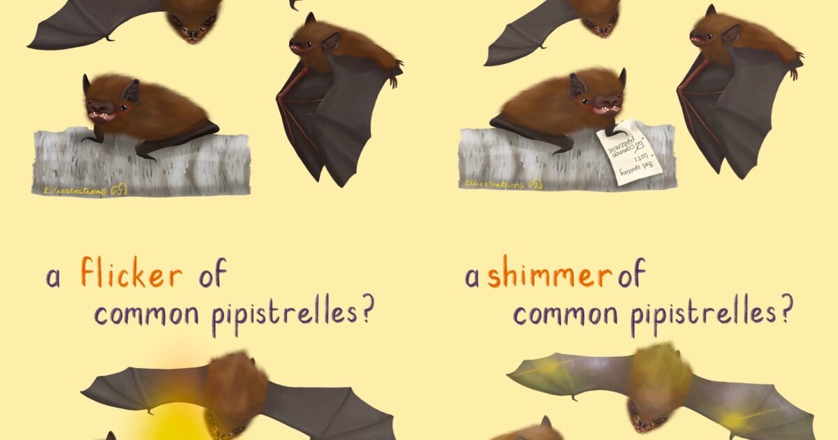 Name that bat! Help us choose collective nouns for bats this autumn ...