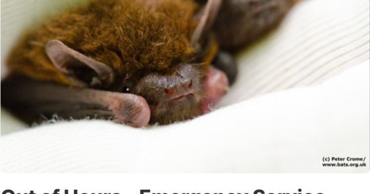National Bat Helpline – a call for help - News - Bat Conservation Trust