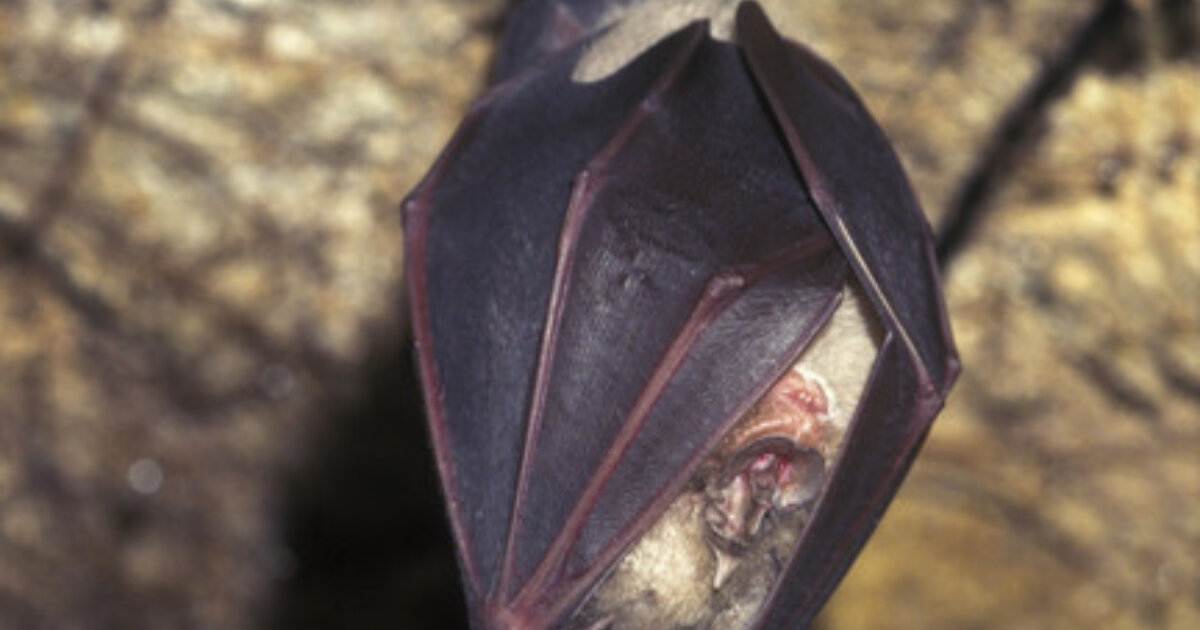Search UK bat groups by postcode - Contact your local bat group - Bat ...