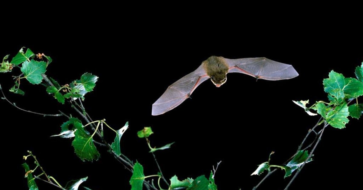 Bats, building and Bills: What’s next for planning and infrastructure ...