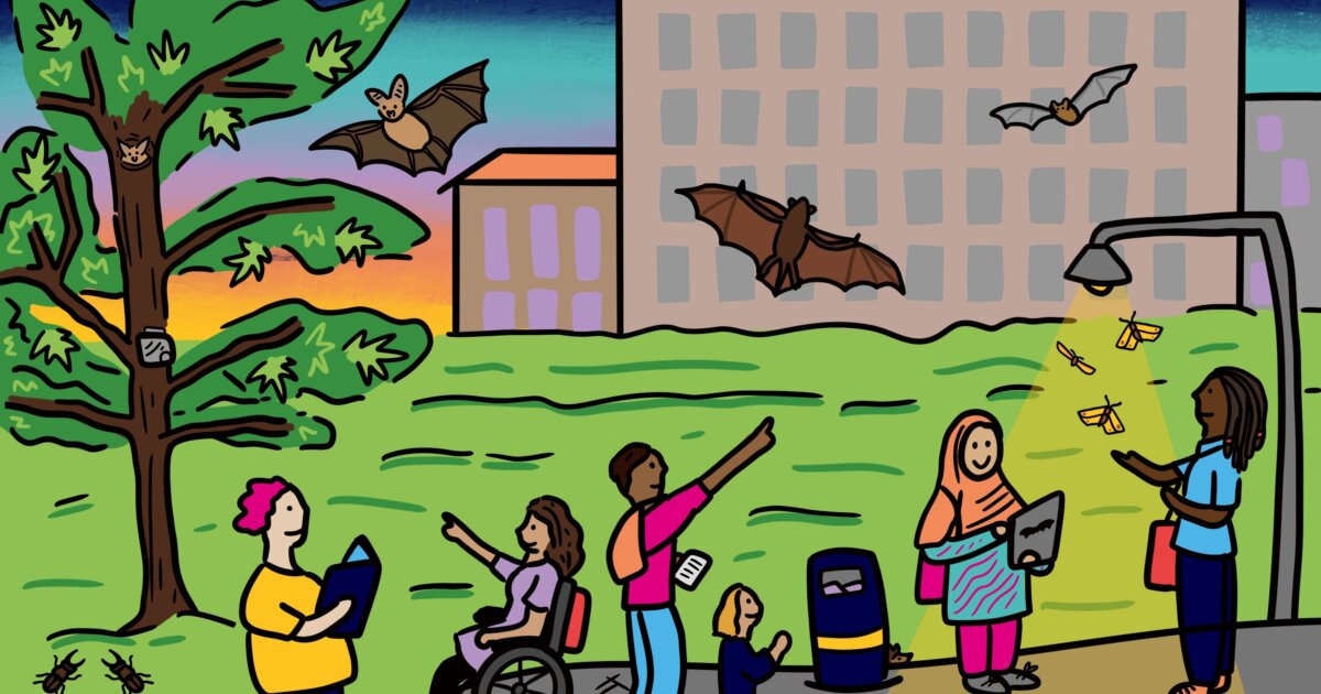Discovering night-time nature - Resources for NightWatchers - Bat ...