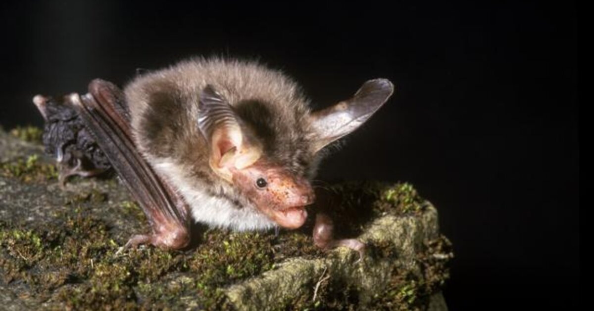 Bechstein's bat - UK Bats - Bat Conservation Trust