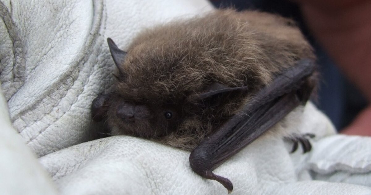 Whiskered bat - UK Bats - Bat Conservation Trust