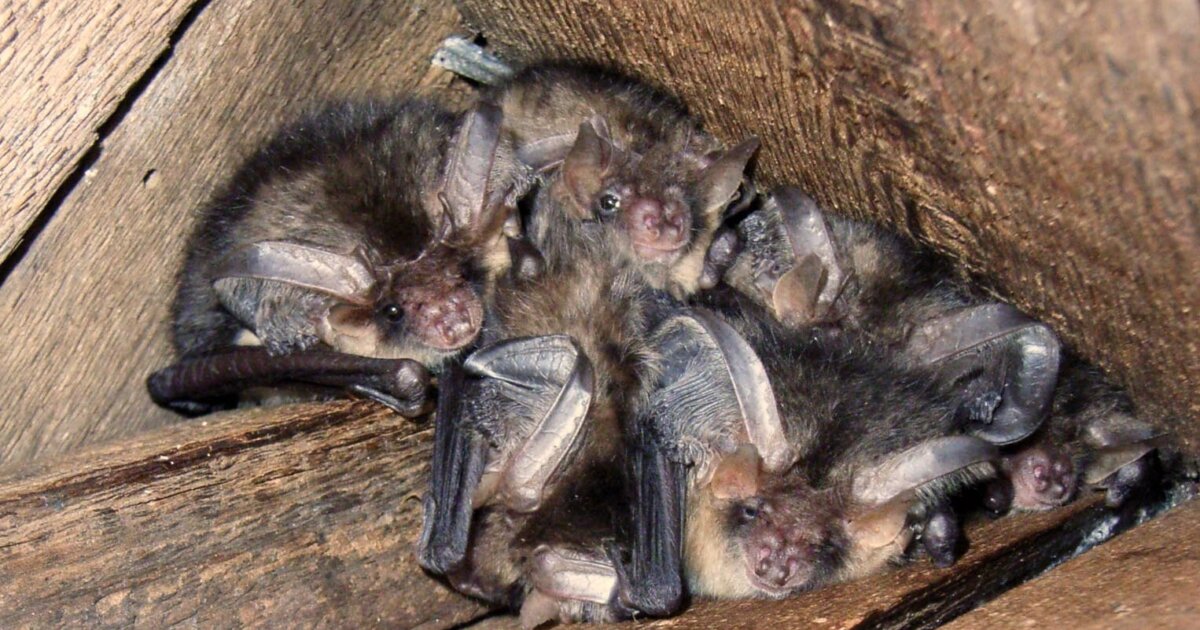 BCT's response to Natural England desire to change the bat licensing ...