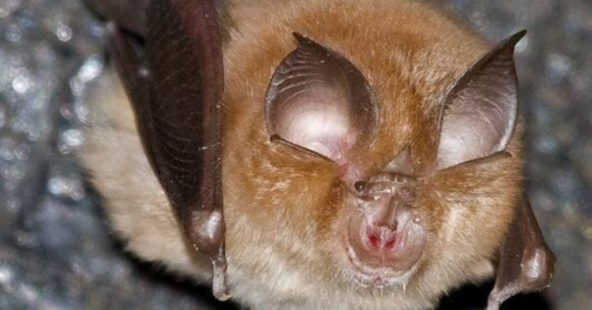 Who to contact about bats in Wales - In Wales - Bat Conservation Trust