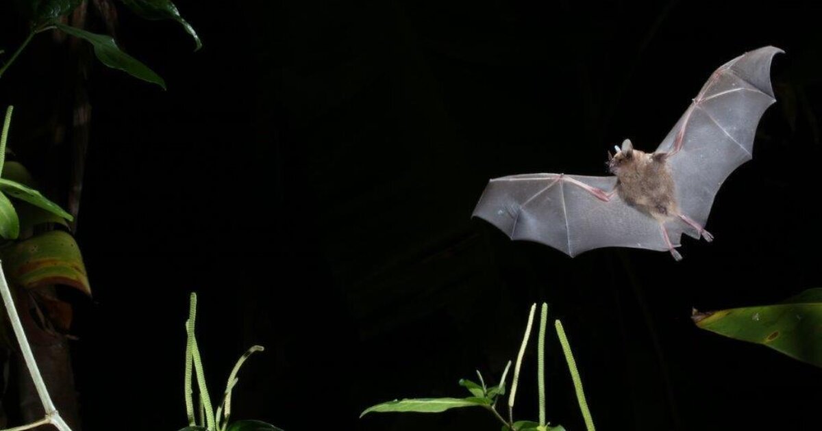 Bats, seed dispersal and reforestation - Why bats matter - Bat ...