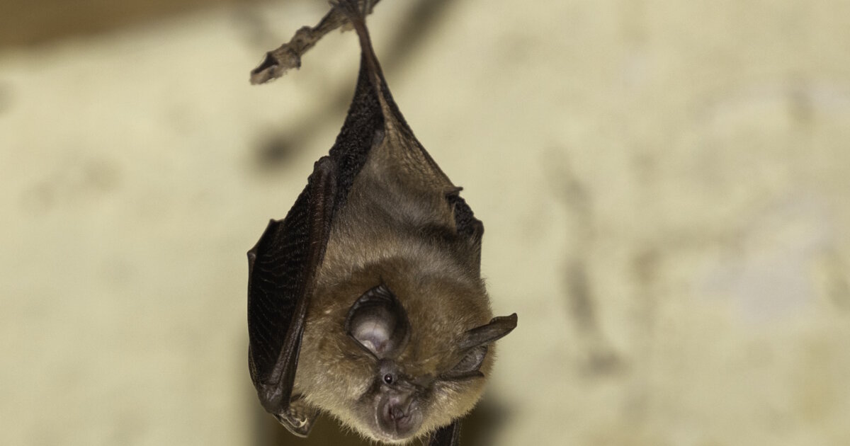 NBMP annual report 2025: a complex picture for UK bat species - News ...