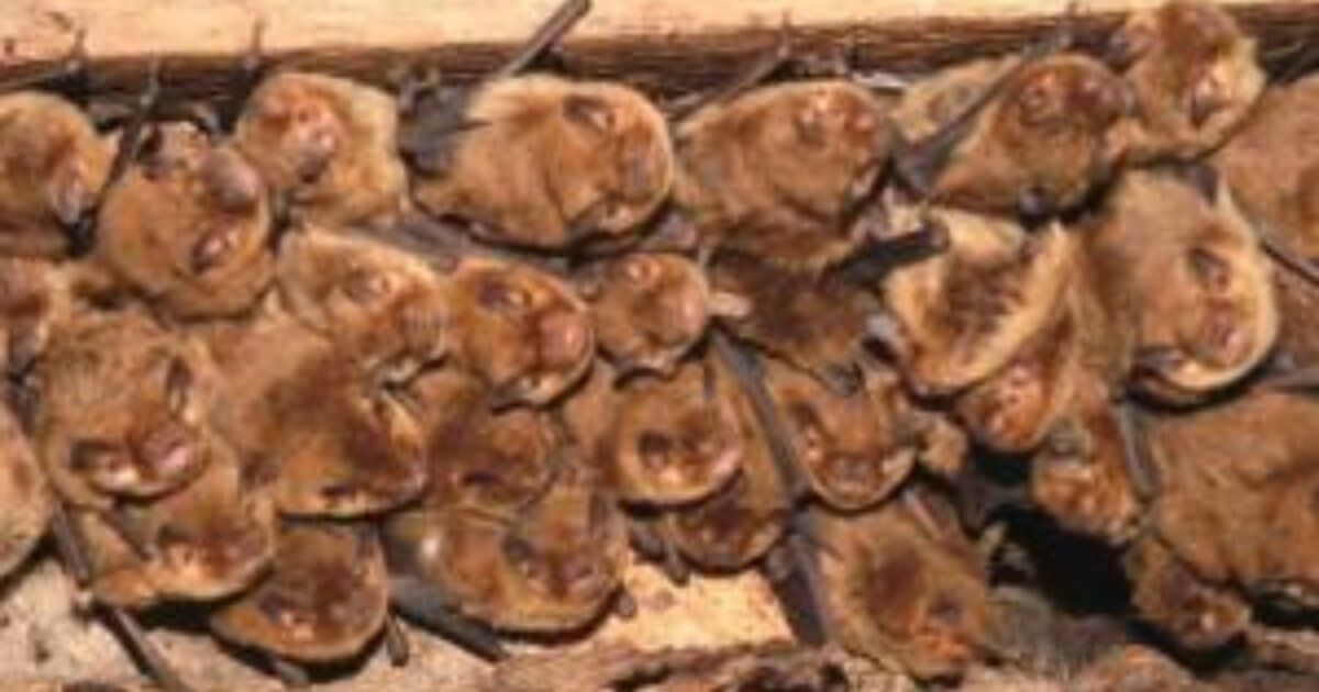 Developer hit with £3,500 fine for destroying bat roost - News - Bat ...