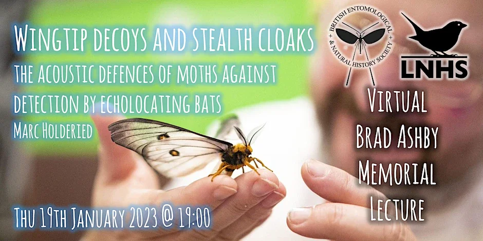 Wingtip Decoys and Stealth Cloaks by Marc Holderied (Brad Ashby Lecture ...