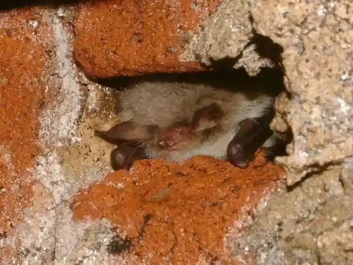 BCT's response to Natural England desire to change the bat licensing ...