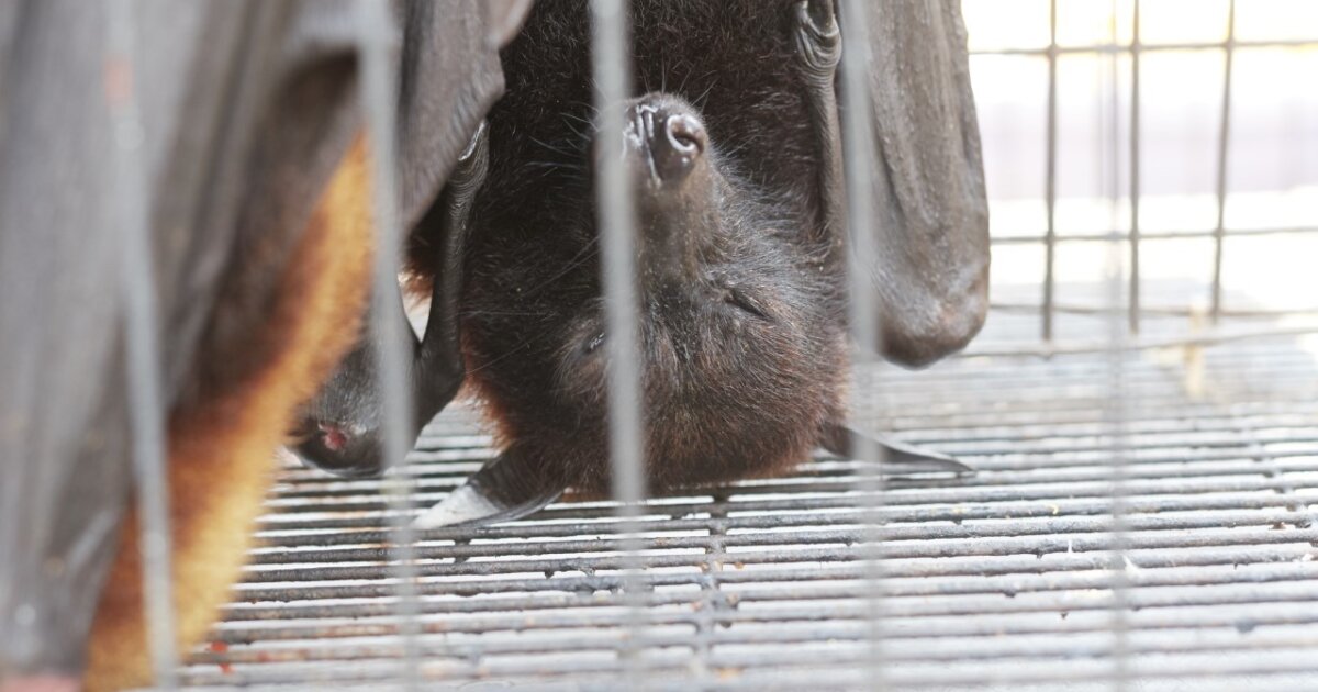 BCT is supporting a call to close wildlife markets - News - Bat ...
