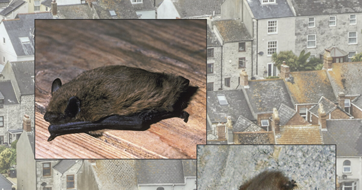 Bats and Large-Scale Housing Maintenance Projects - guidance launched ...