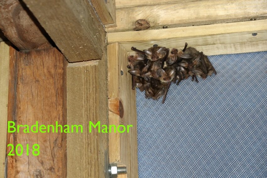 Retrospective measures to prevent death and injury to bats from Non ...